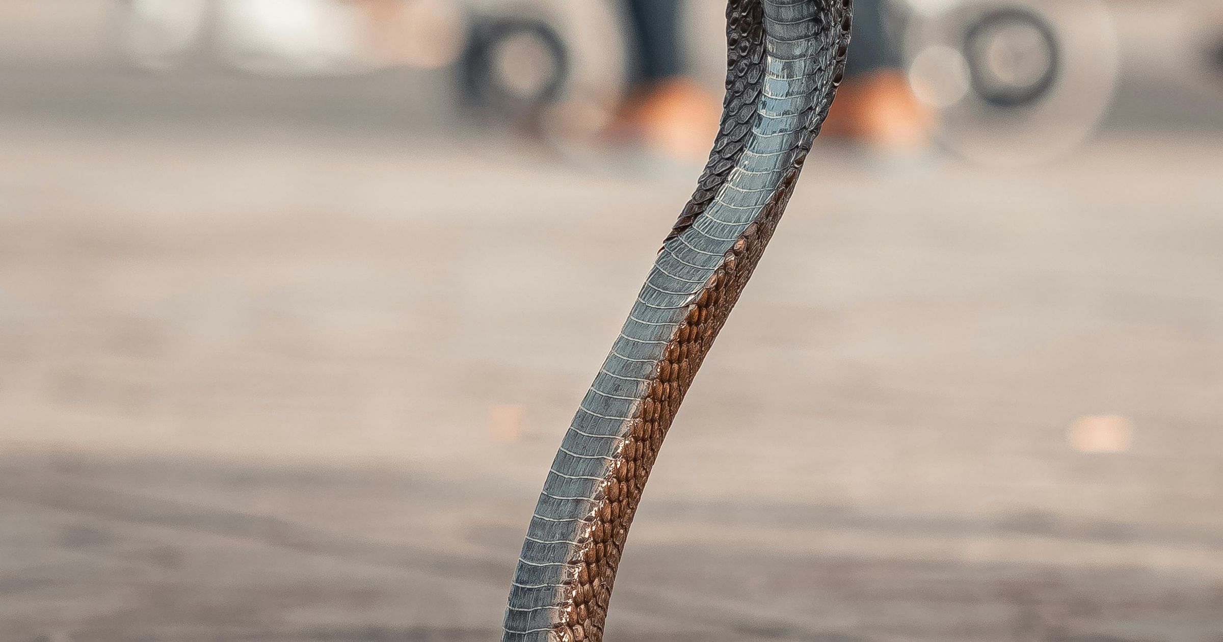 Snake charmers: men bitten by adrenaline | Discover on Made in City ...