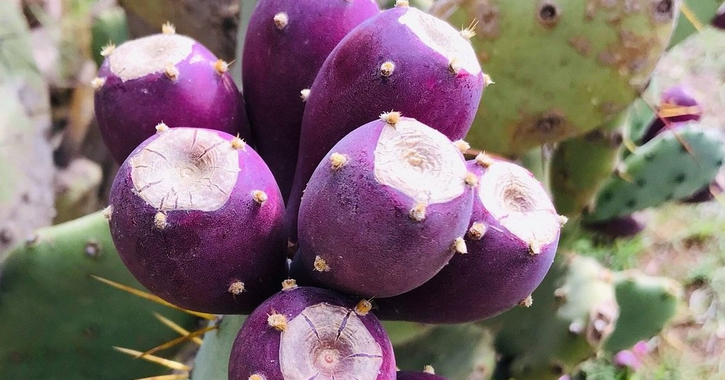 The gardens of Marrakech: El Harti garden | Discover on Made in City ...